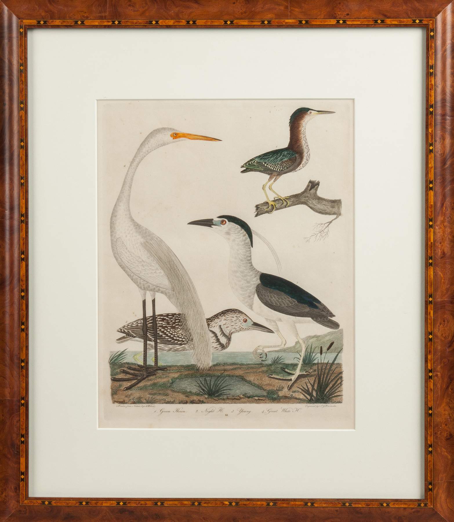 Alexander Wilson (1766-1813) Hand Colored Engraving of Birds | Cottone ...