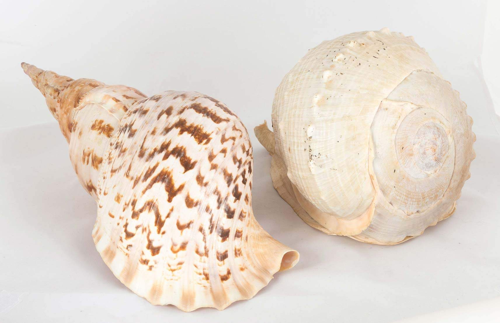 Two Large Shells | Cottone Auctions