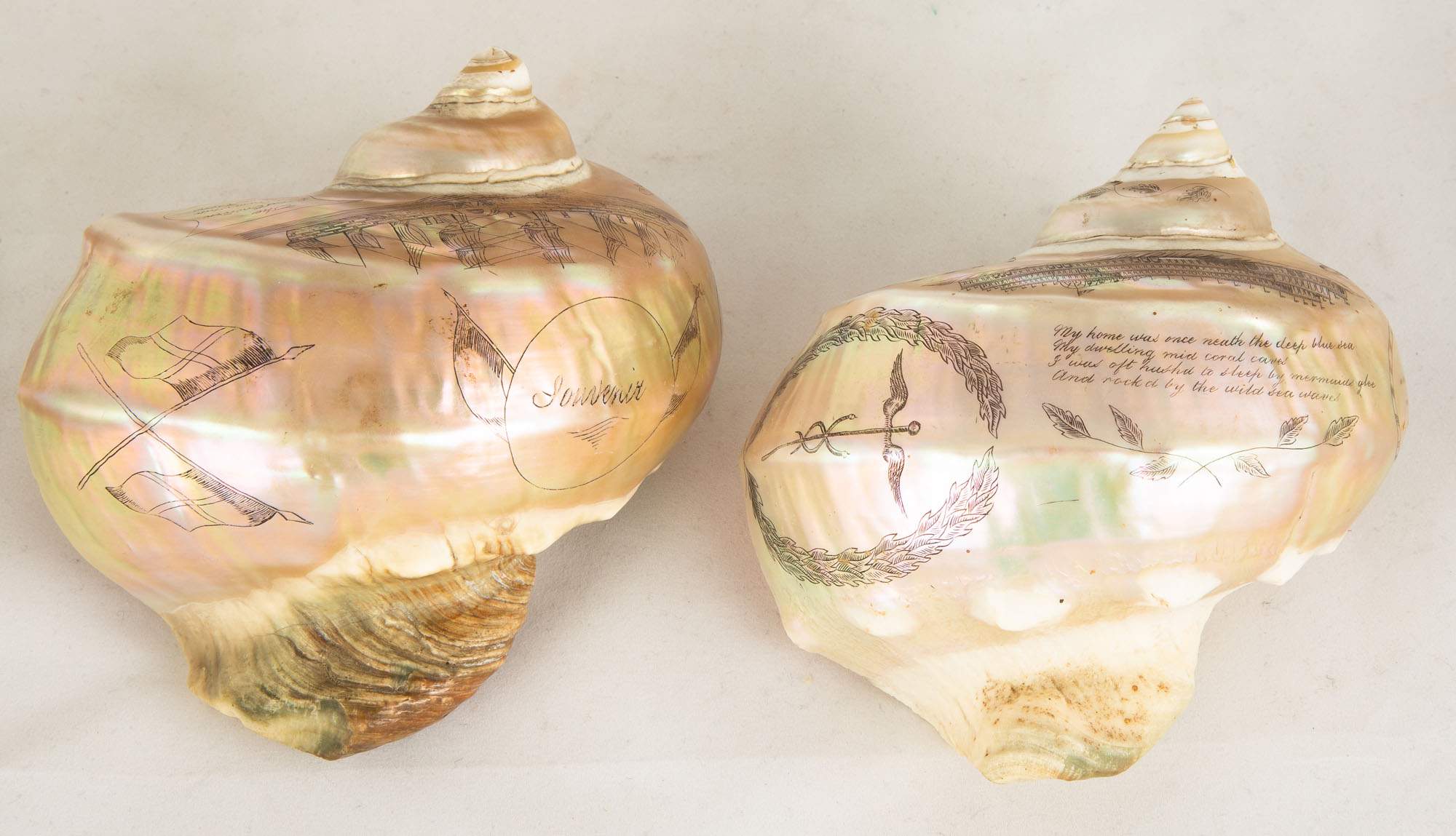Two Scrimshaw Shells | Cottone Auctions