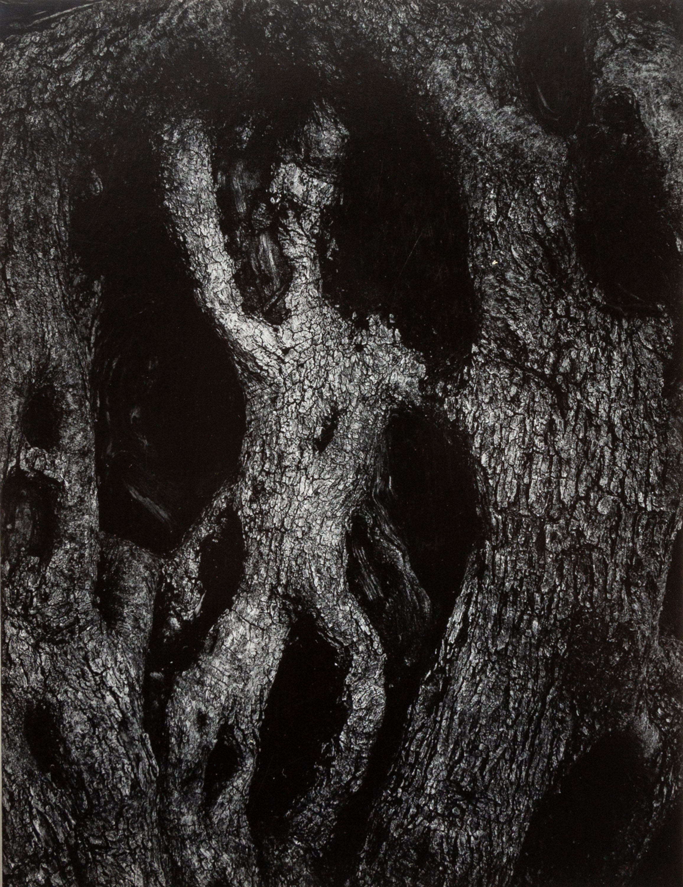 Aaron Siskind (American, 1903-1991) "Olive Tree" 1967 | Cottone Auctions