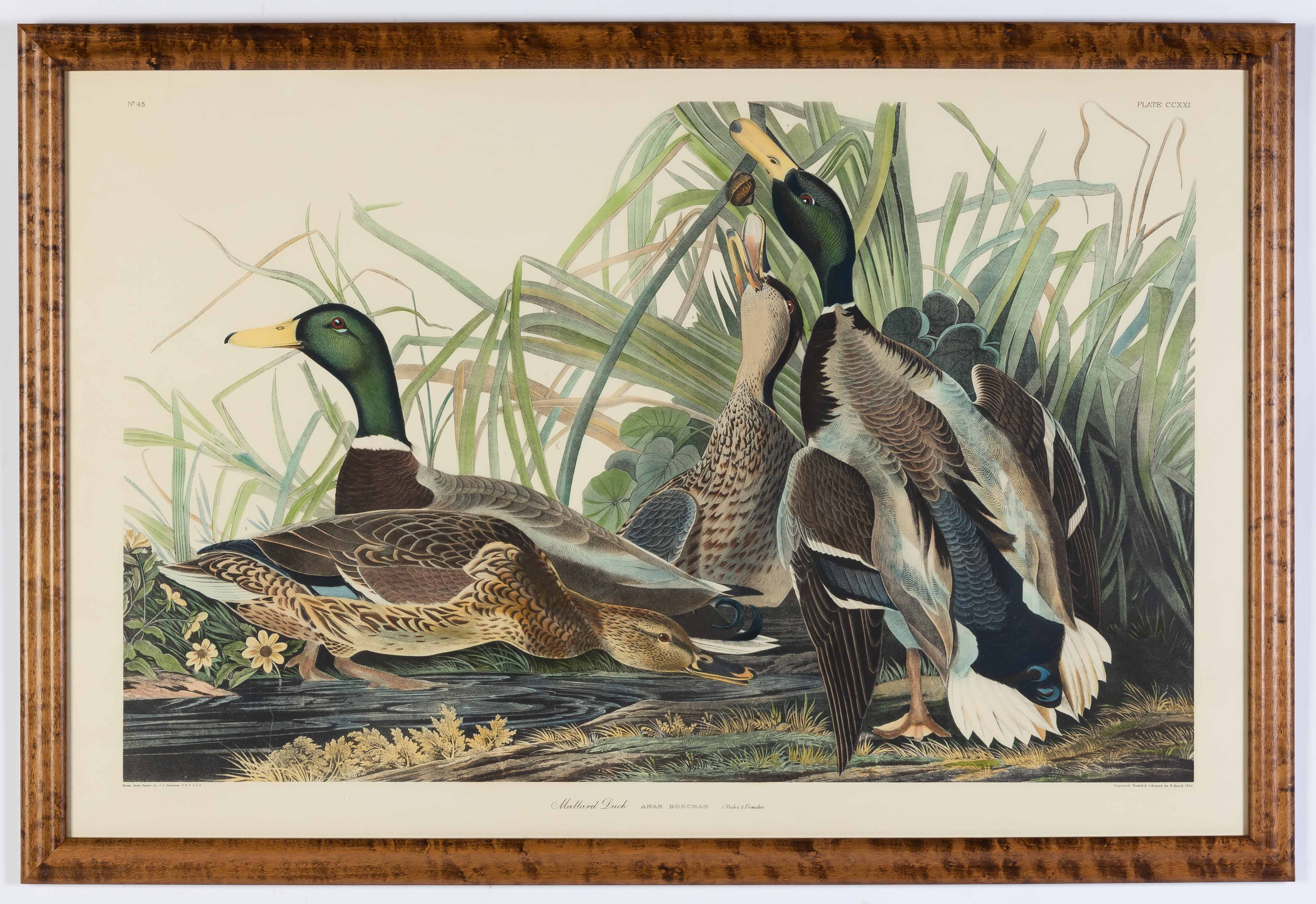 Audubon Style Mallard Ducks | Cottone Auctions