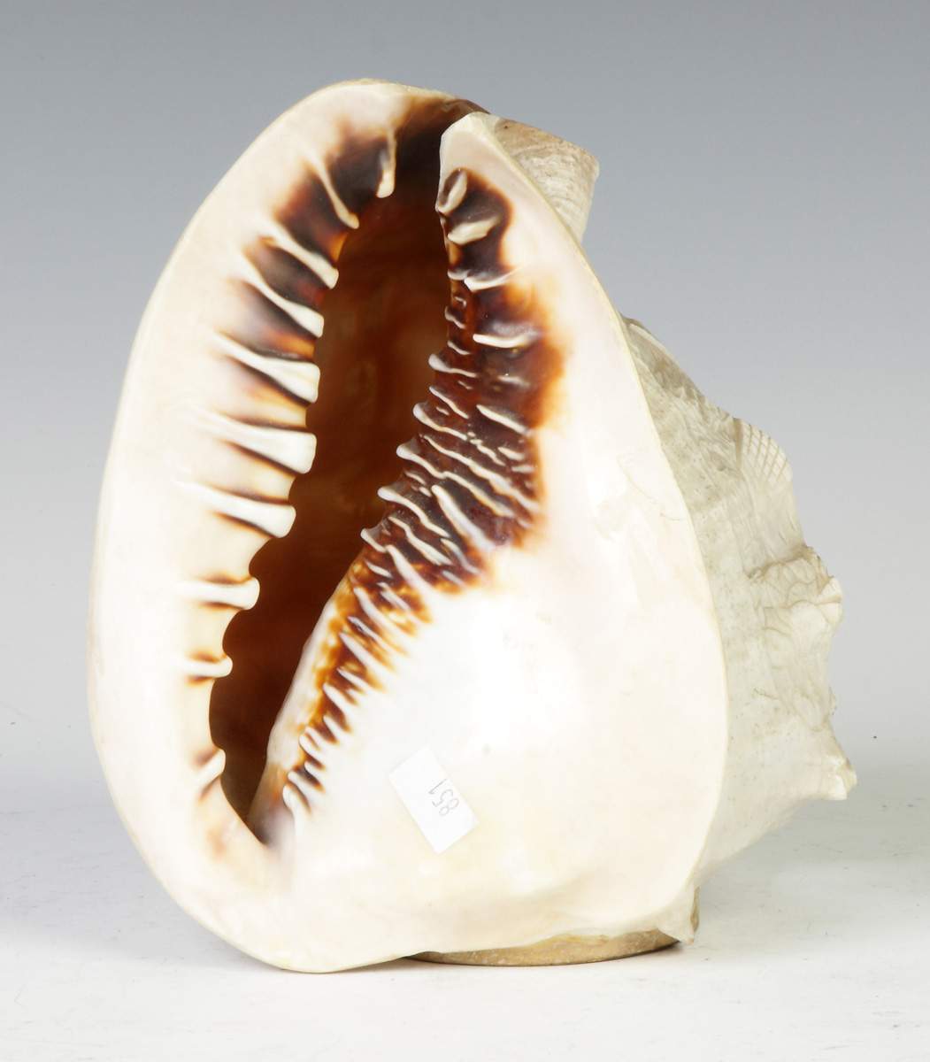 Carved Shell Lamp Shade | Cottone Auctions